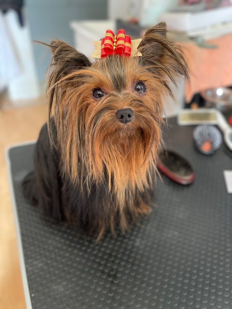 Chien - Ultra chic dde la vierge doree - Elevage du Domaine Des ...